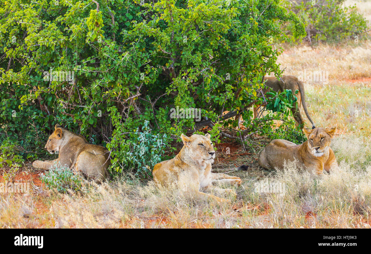 Lionesses lying under a tree in Tsavo East National park, Kenya Stock ...