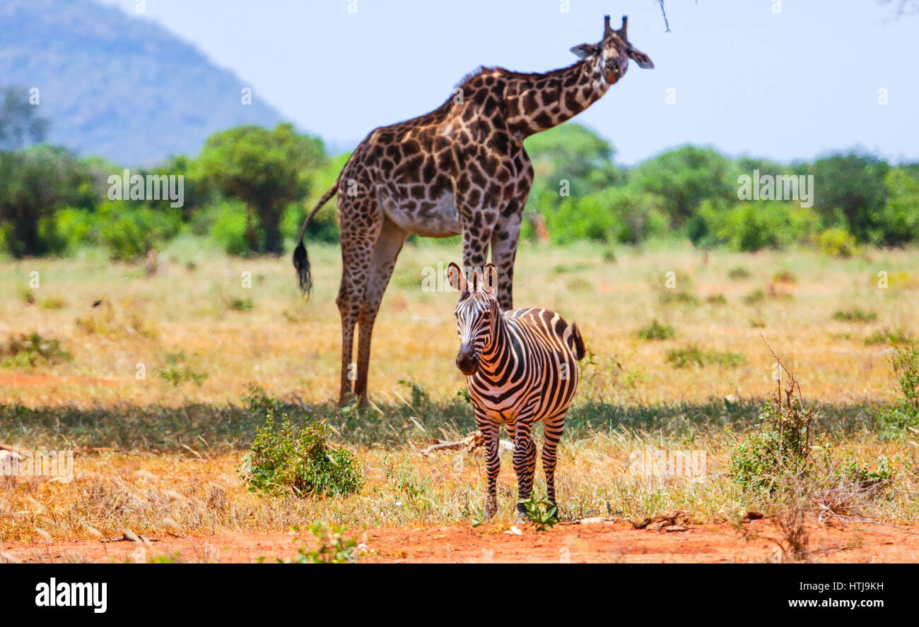 Savanna africa zebra giraffe hi-res stock photography and images - Alamy