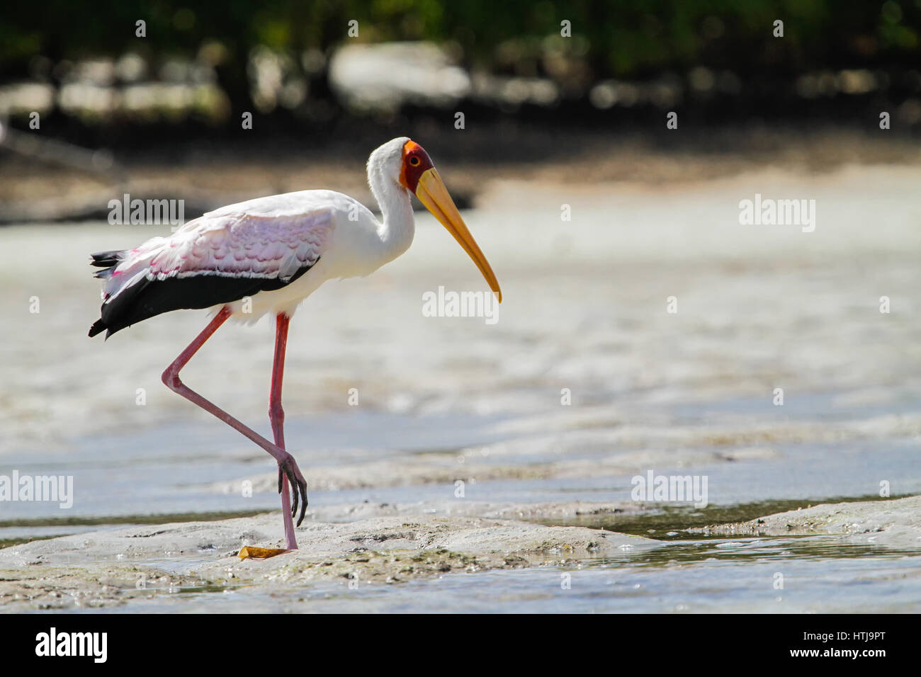 Mycteria ibis. Yellow-billed stork Stock Photo - Alamy