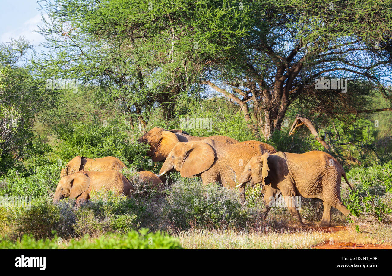 Elephants. Tsavo East National park, Kenya Stock Photo - Alamy