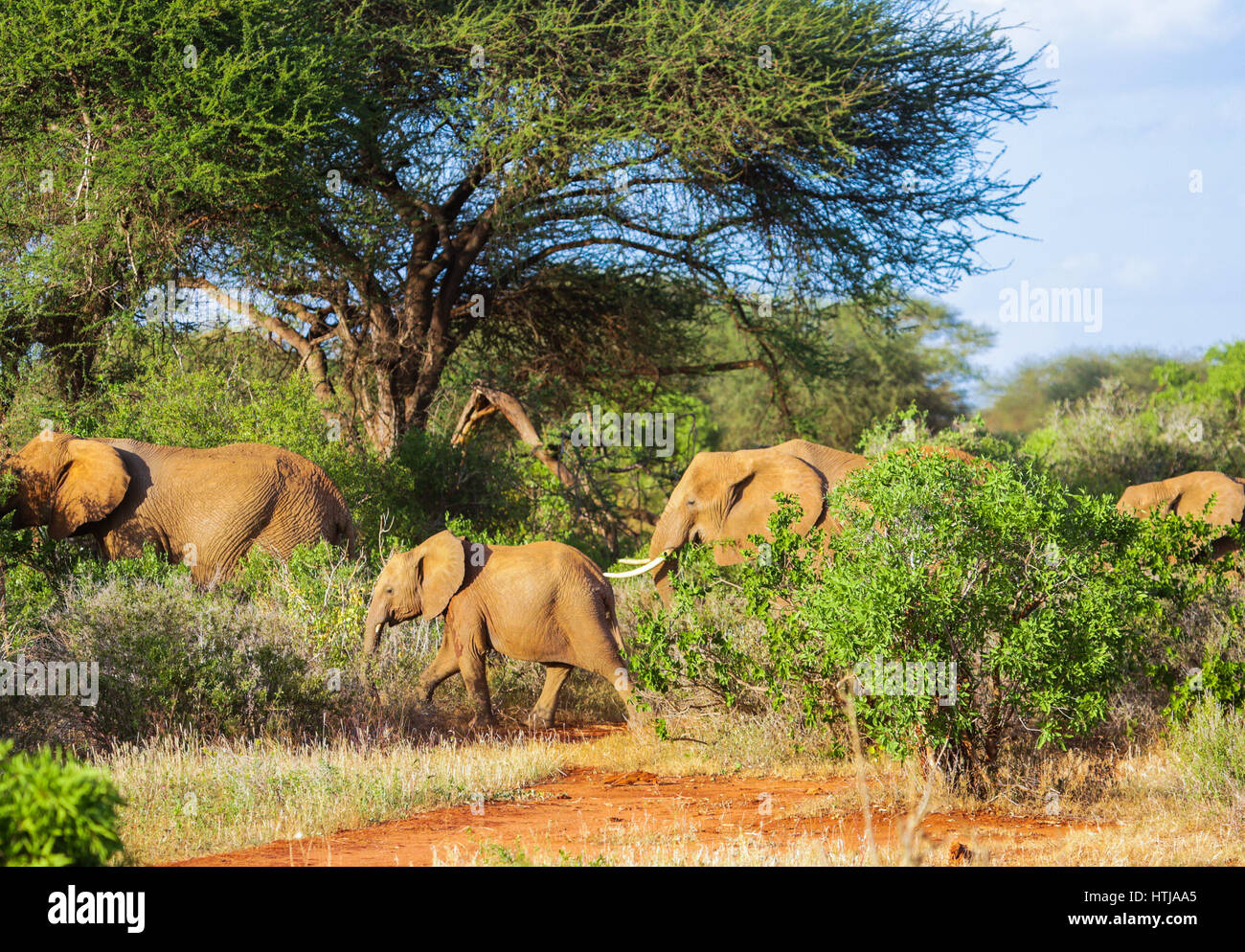 Elephants in Tsavo East National Park. Kenya Stock Photo - Alamy