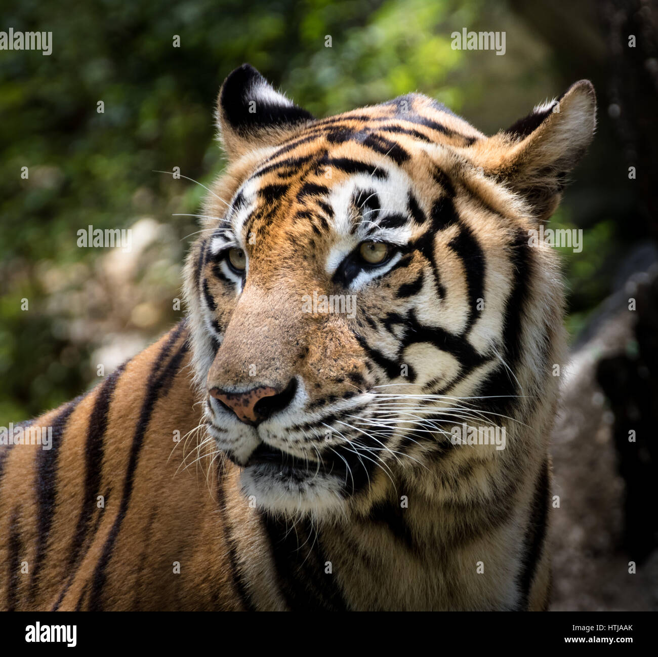 Tiger face close up portrait hi-res stock photography and images - Alamy