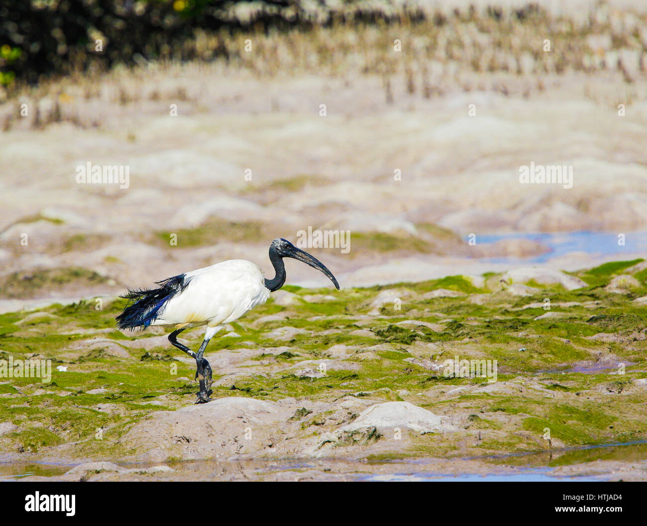 Black-headed ibis (Threskiornis melanocephalus). Mida Creek, Watamu ...