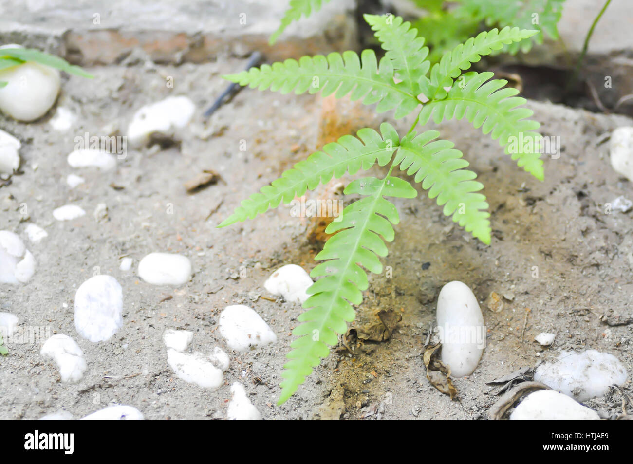 peperomia pellucida or fern plant Stock Photo - Alamy