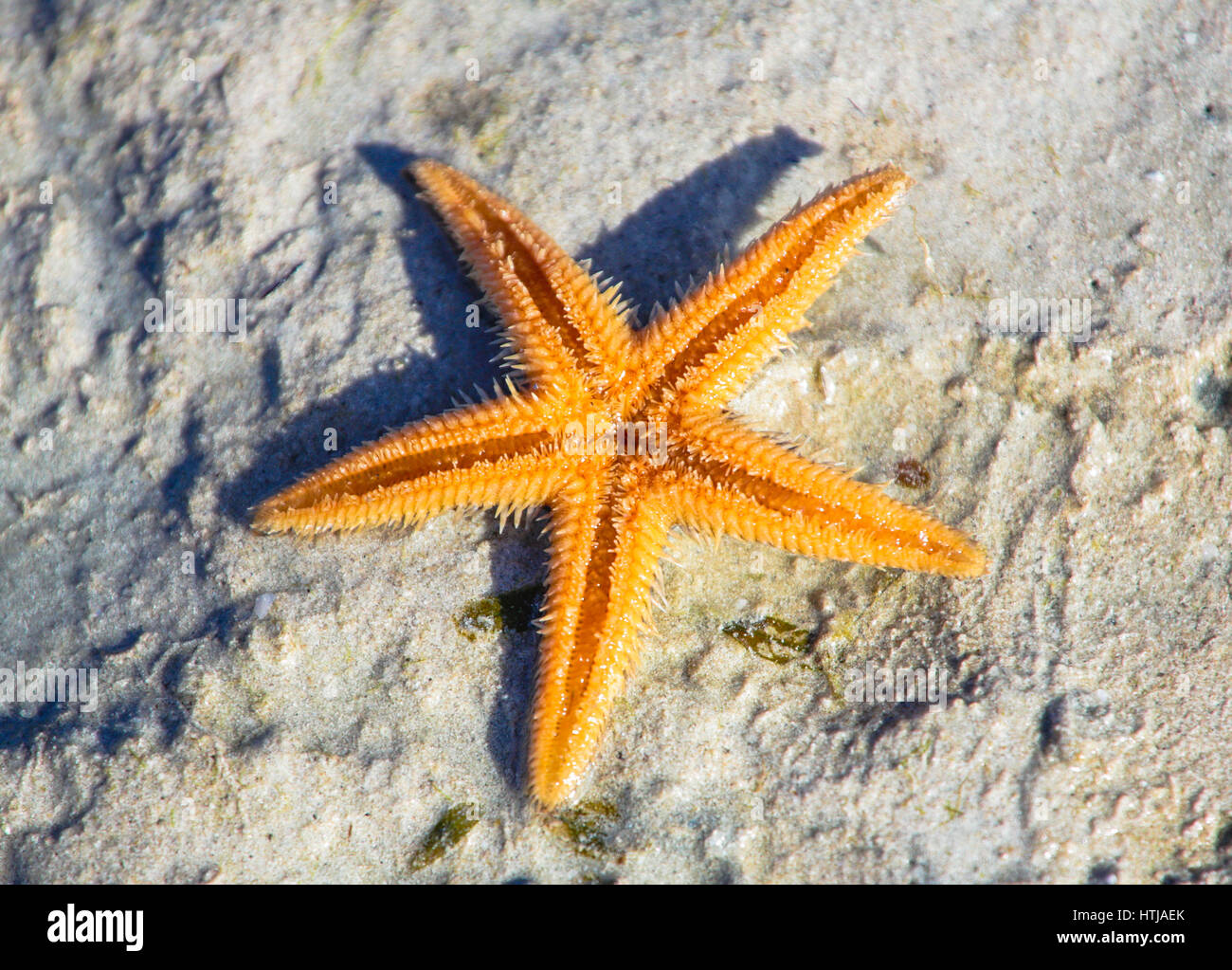 Indian ocean starfish hi-res stock photography and images - Alamy
