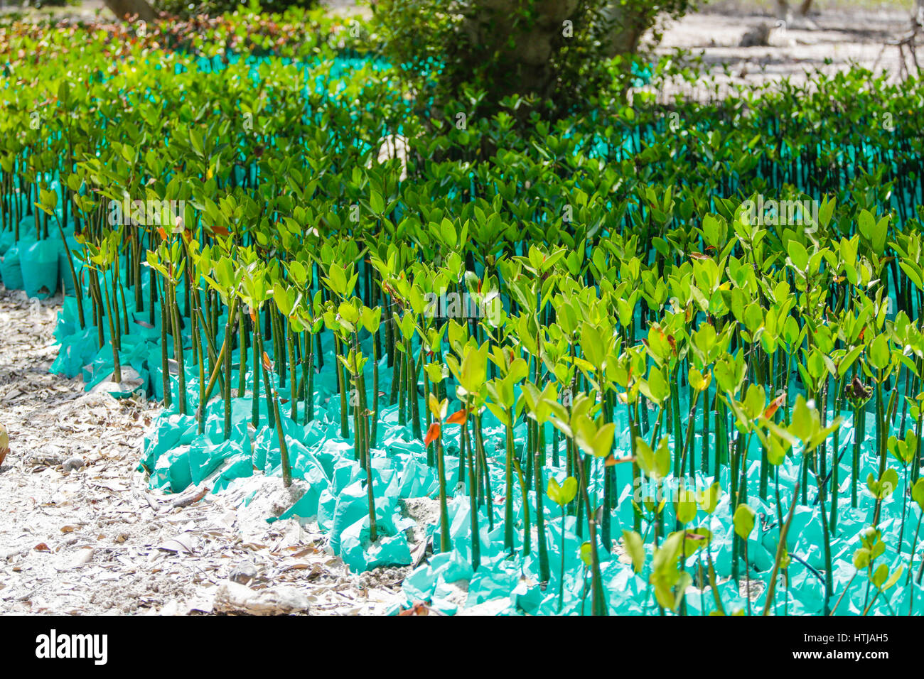 Ceriops tagal seeds. Mangroves. Mida Creek. Watamu, Kenya Stock Photo ...