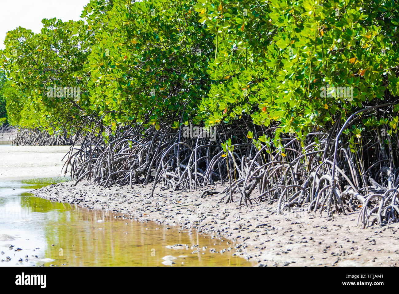 Mangrove Reforestation Stock Photos & Mangrove Reforestation Stock ...