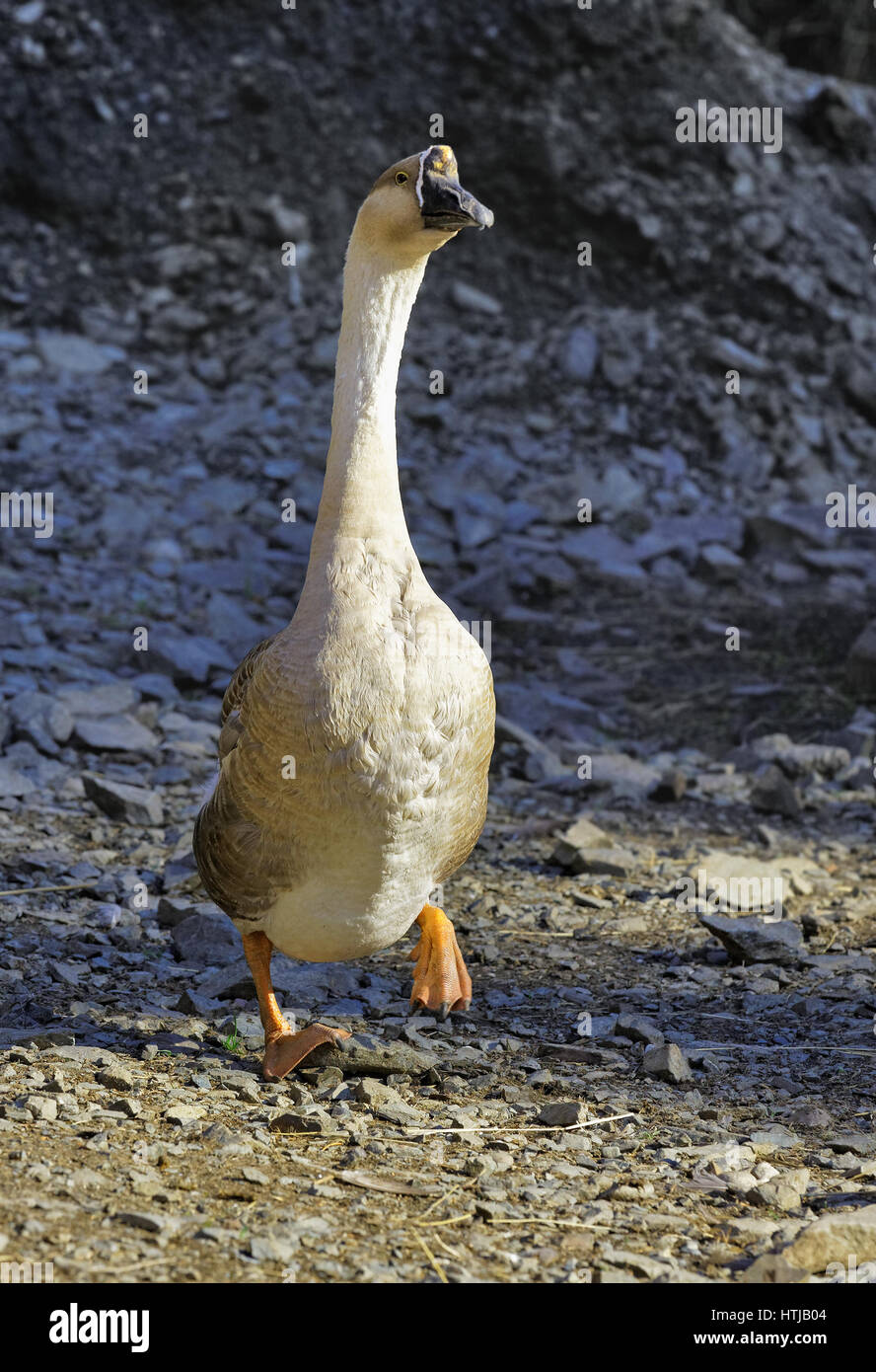 Chinese geese hi-res stock photography and images - Alamy
