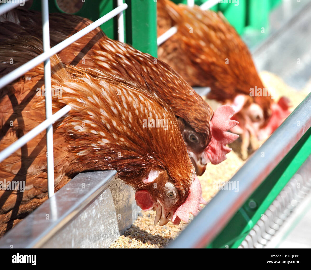 Red chickens in a cage near the feeder Stock Photo - Alamy