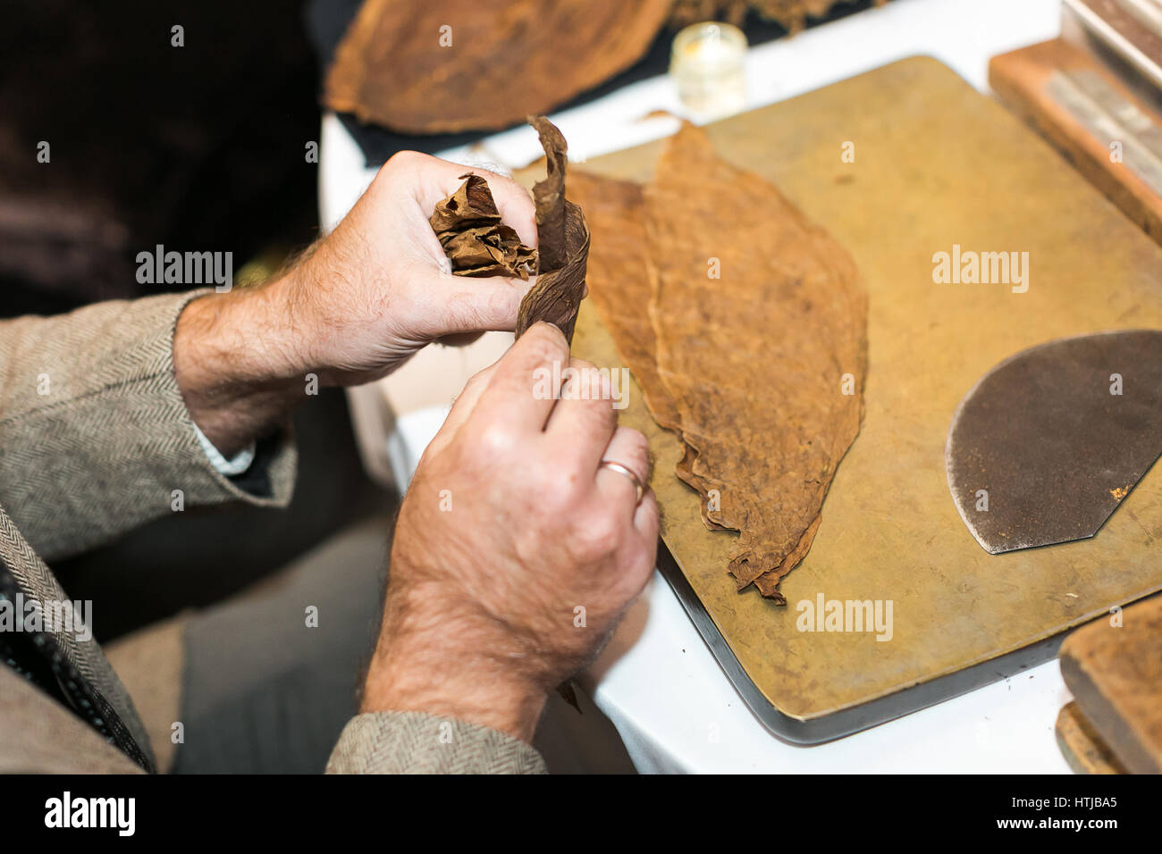 Traditional manufacture of cigars at the cuban tobacco factory. Closeup ...