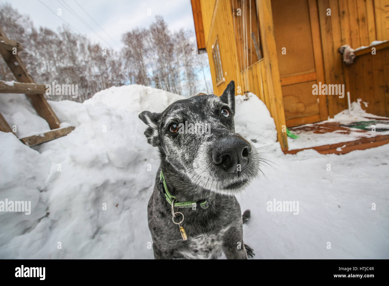 Old sad shepherd in the cold winter outdoors Stock Photo - Alamy