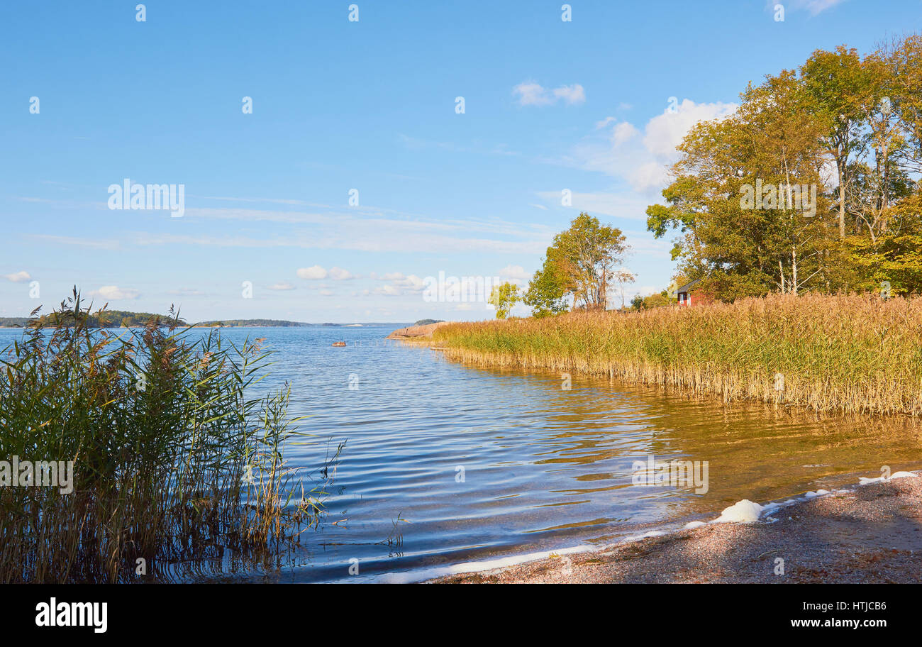 Reeds growing in the Baltic Sea on the island of Grinda, Stockholm ...