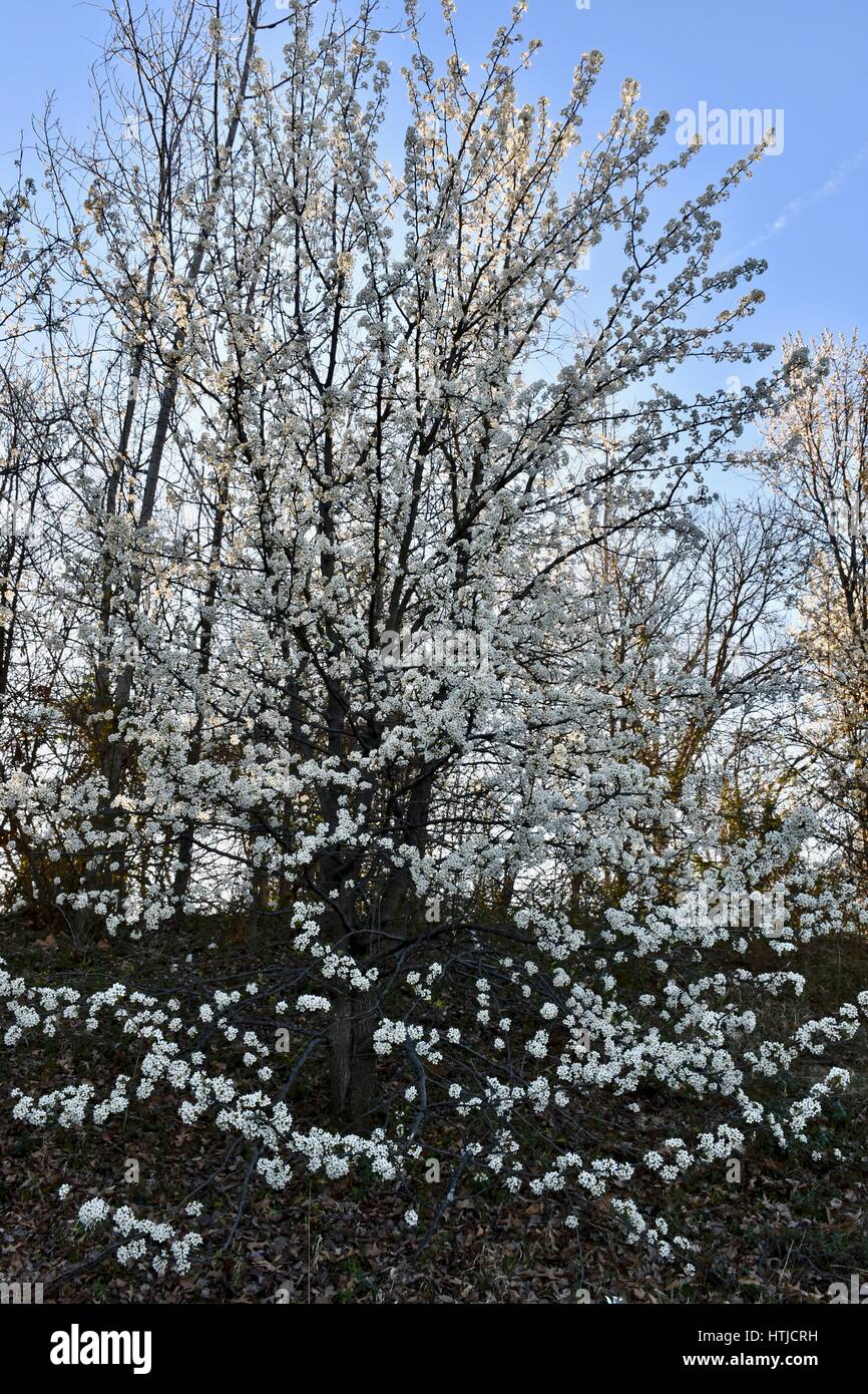 Cherry blossoms in the early spring Stock Photo - Alamy