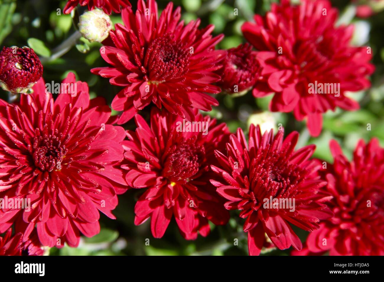 Fall mums hi-res stock photography and images - Alamy
