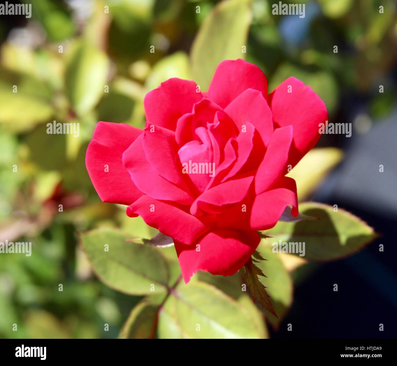 The red fall mums on a close up view Stock Photo - Alamy