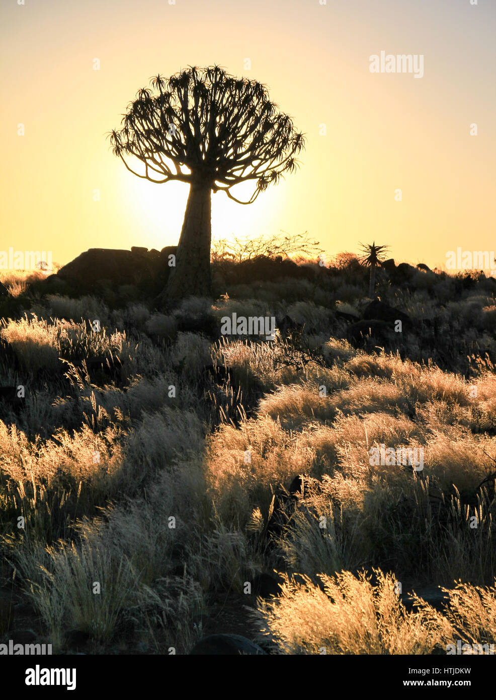 Beautiful african sunset with silhouetted Quiver trees and illuminated ...