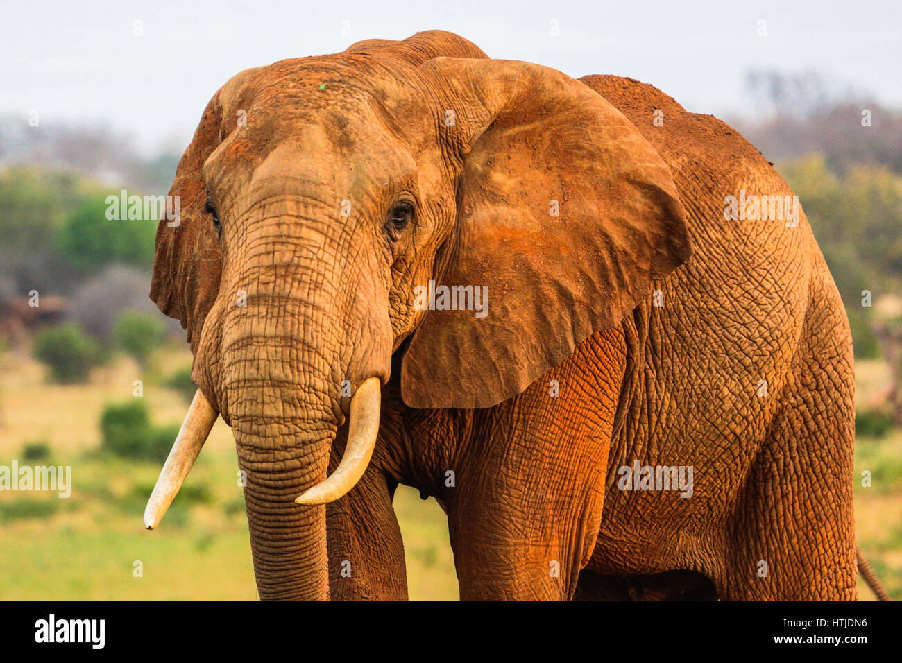 Elephant in Tsavo East National park. Kenya Stock Photo - Alamy