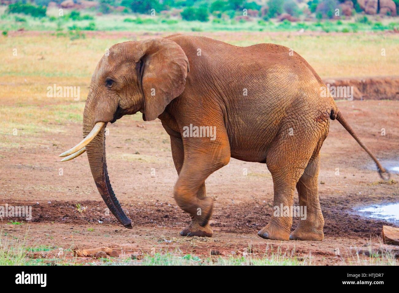 Elephants in Tsavo East National Park. Kenya Stock Photo - Alamy