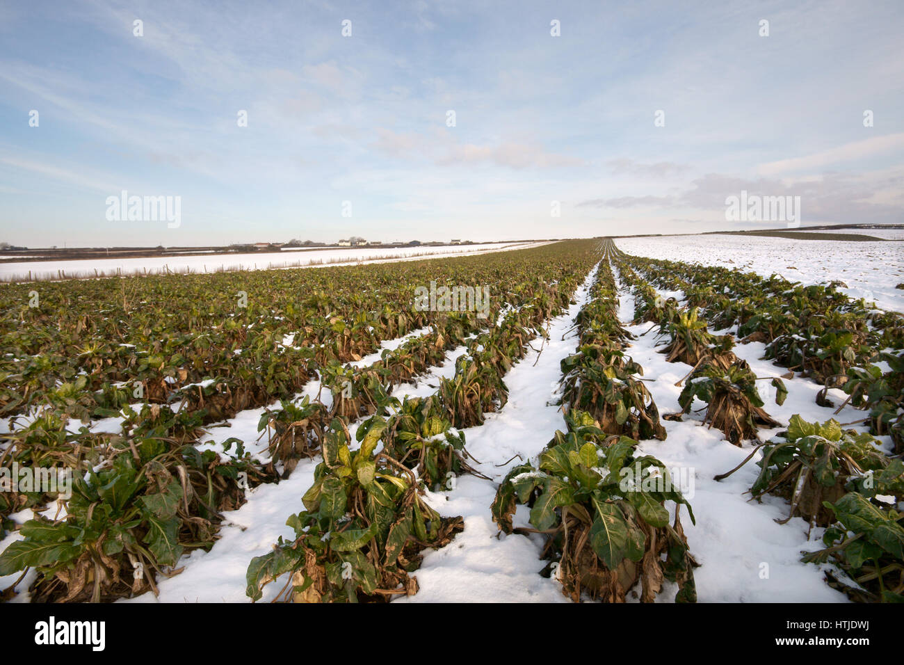 Mangel wurzel hi-res stock photography and images - Alamy