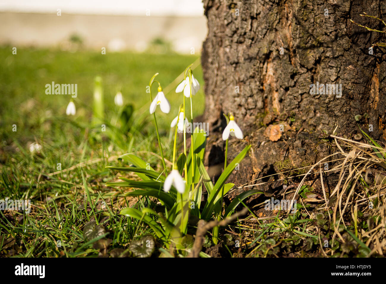 Spring flowers begin to bloom in a garden Stock Photo - Alamy