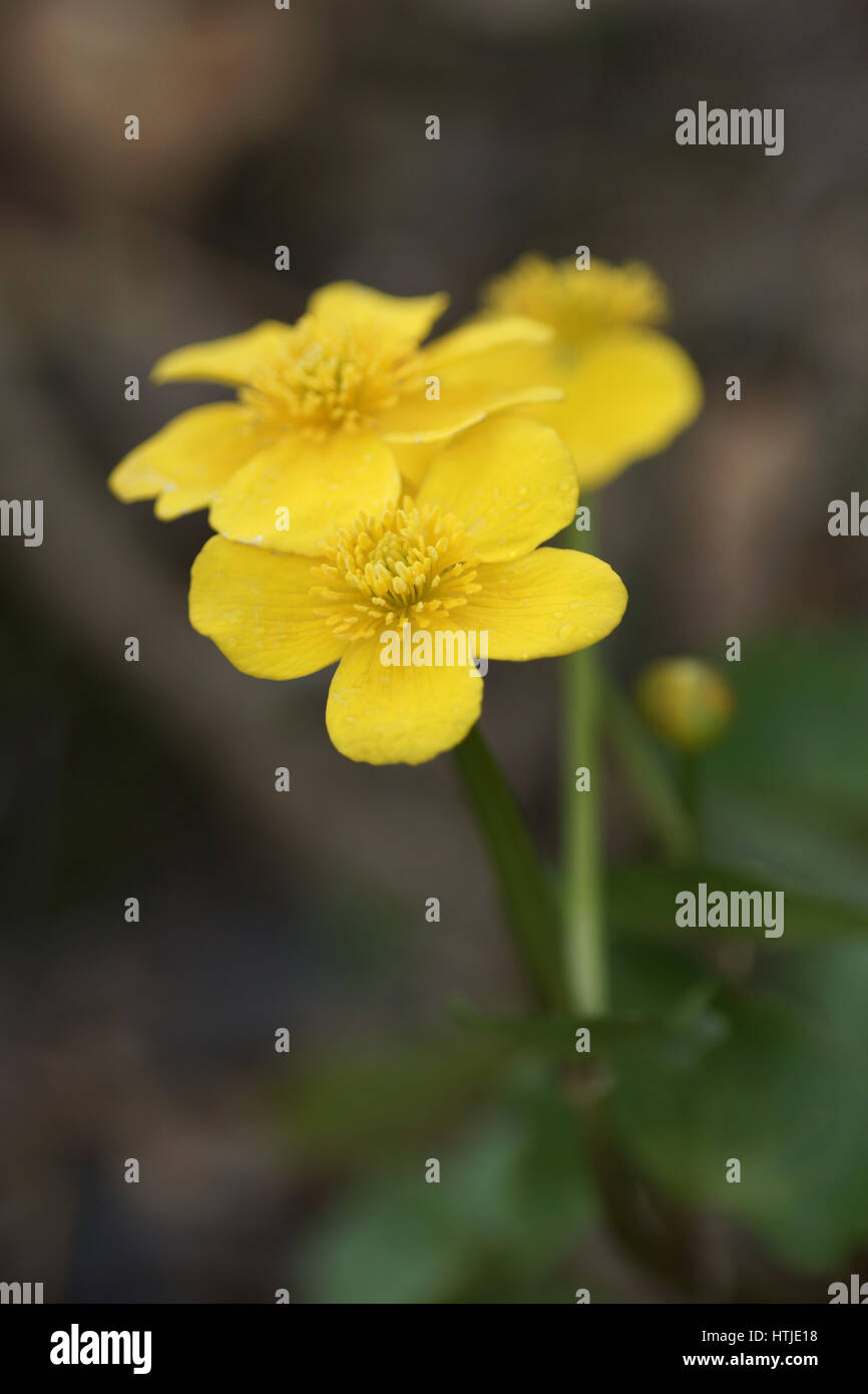 Marsh marigold caltha palustris ranunculaceae hi-res stock photography ...
