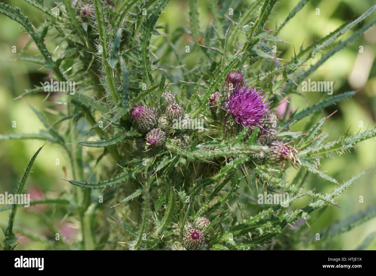 Marsh thistle cirsium palustre hi-res stock photography and images - Alamy