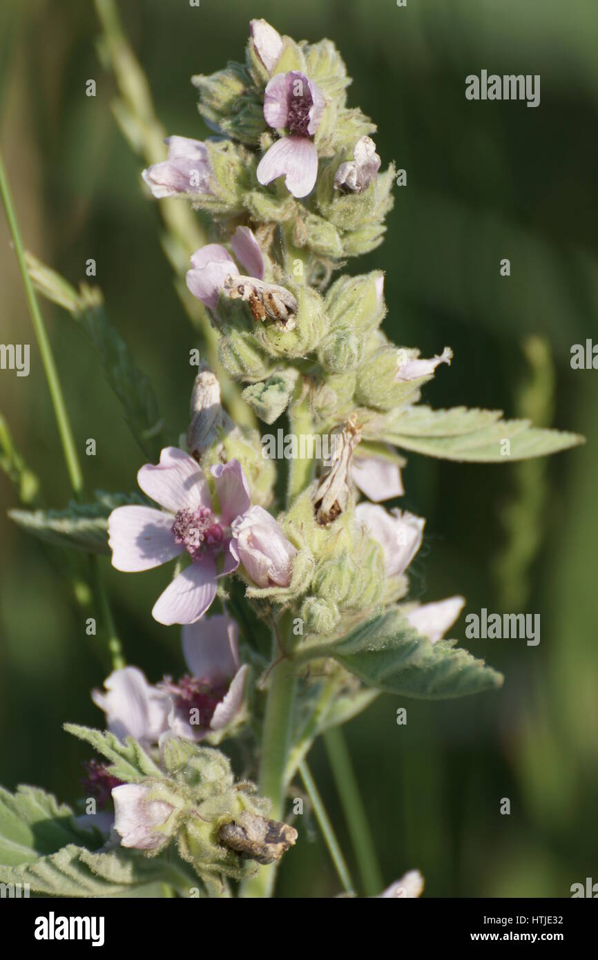 Althaea marsh mallow hi-res stock photography and images - Alamy