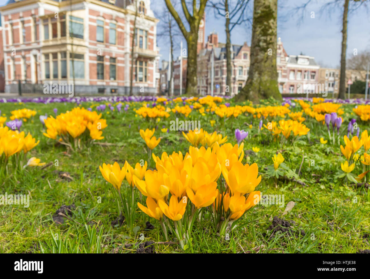 Yellow crocusses in a park in Groningen, The Netherlands Stock Photo ...