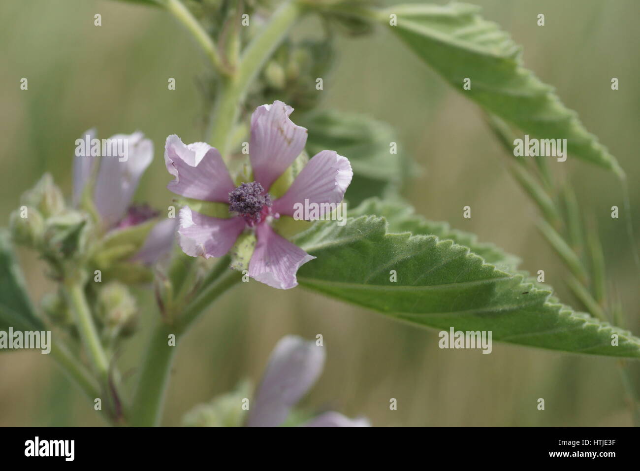 Althaea marsh mallow hi-res stock photography and images - Alamy