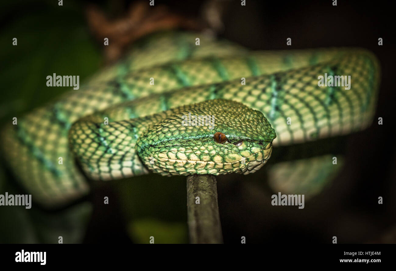 Waglers Pit Viper in Borneo, Malaysia Stock Photo - Alamy