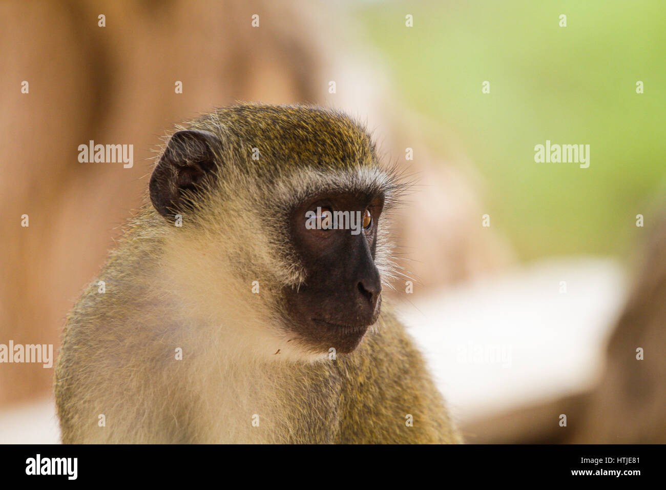 Animal testicles hi-res stock photography and images - Alamy