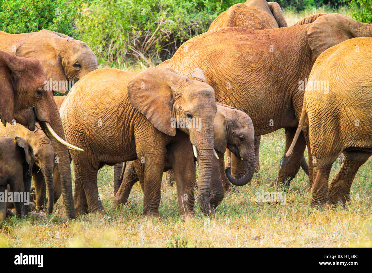 African elephants safari running hi-res stock photography and images ...