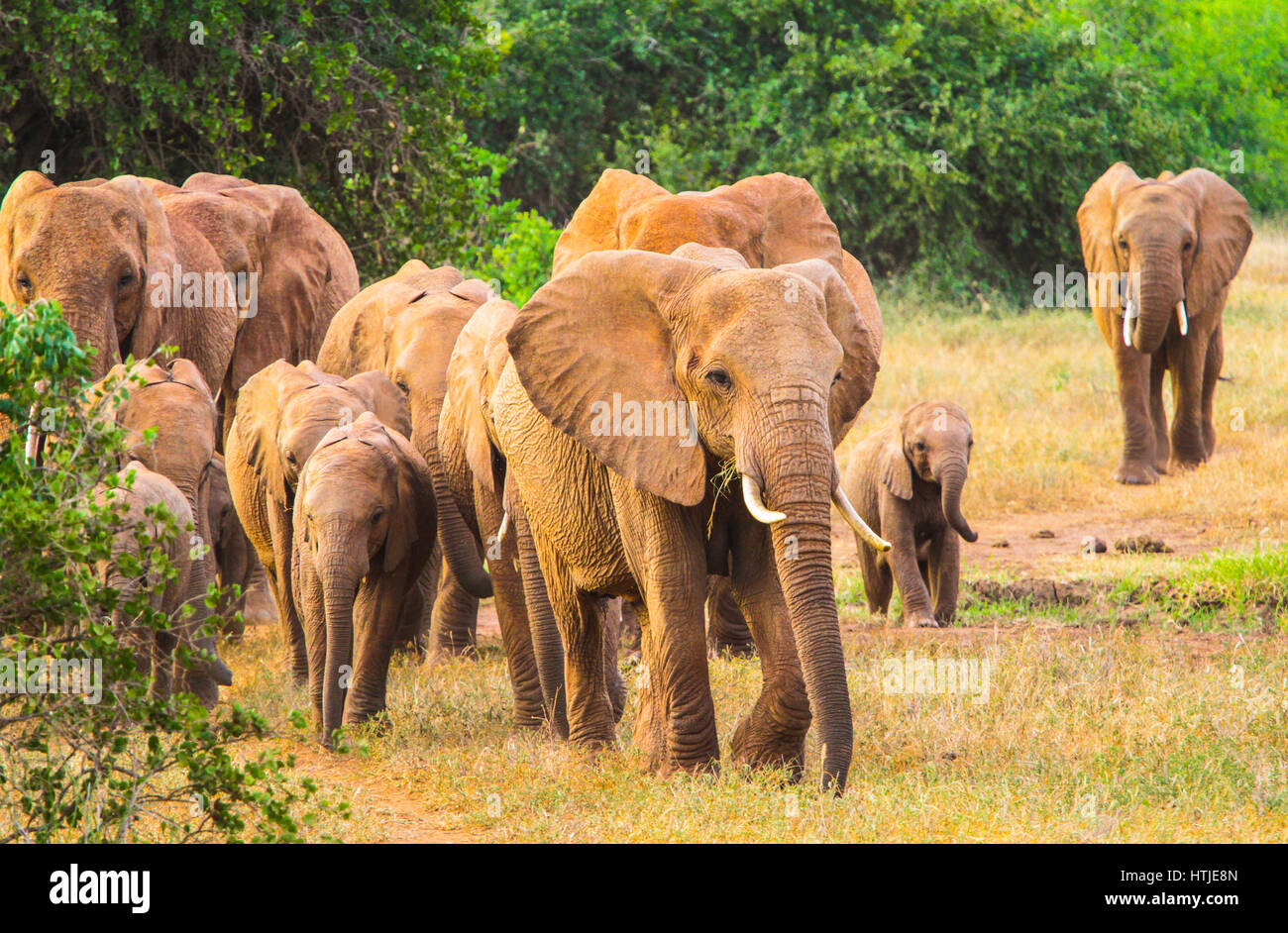 Elephants in Tsavo East National Park. Kenya Stock Photo - Alamy