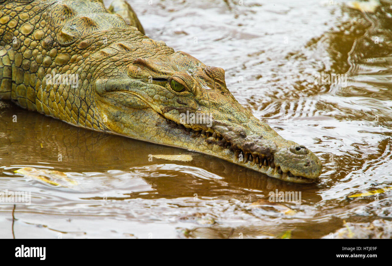 Nile Crocodile Face Closeup High Resolution Stock Photography and ...