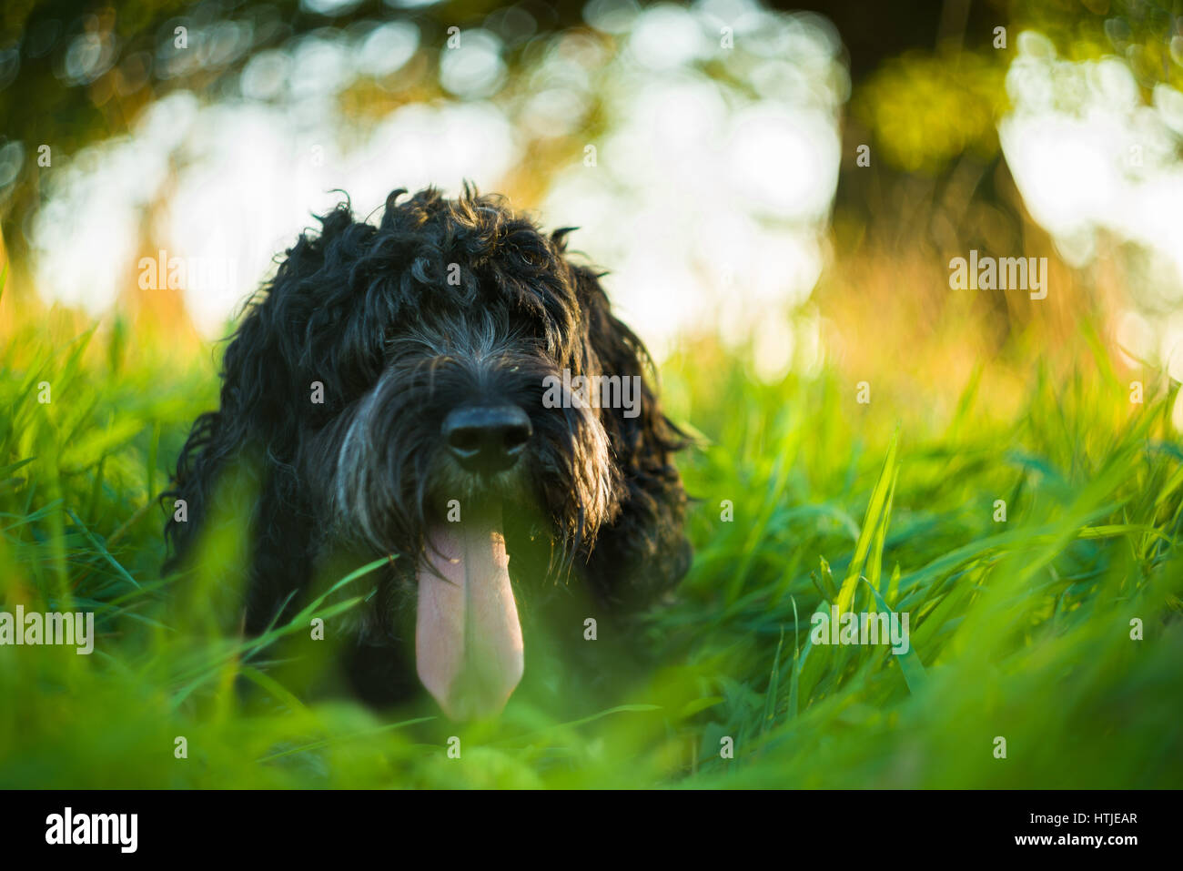 Black cockapoo hi-res stock photography and images - Alamy