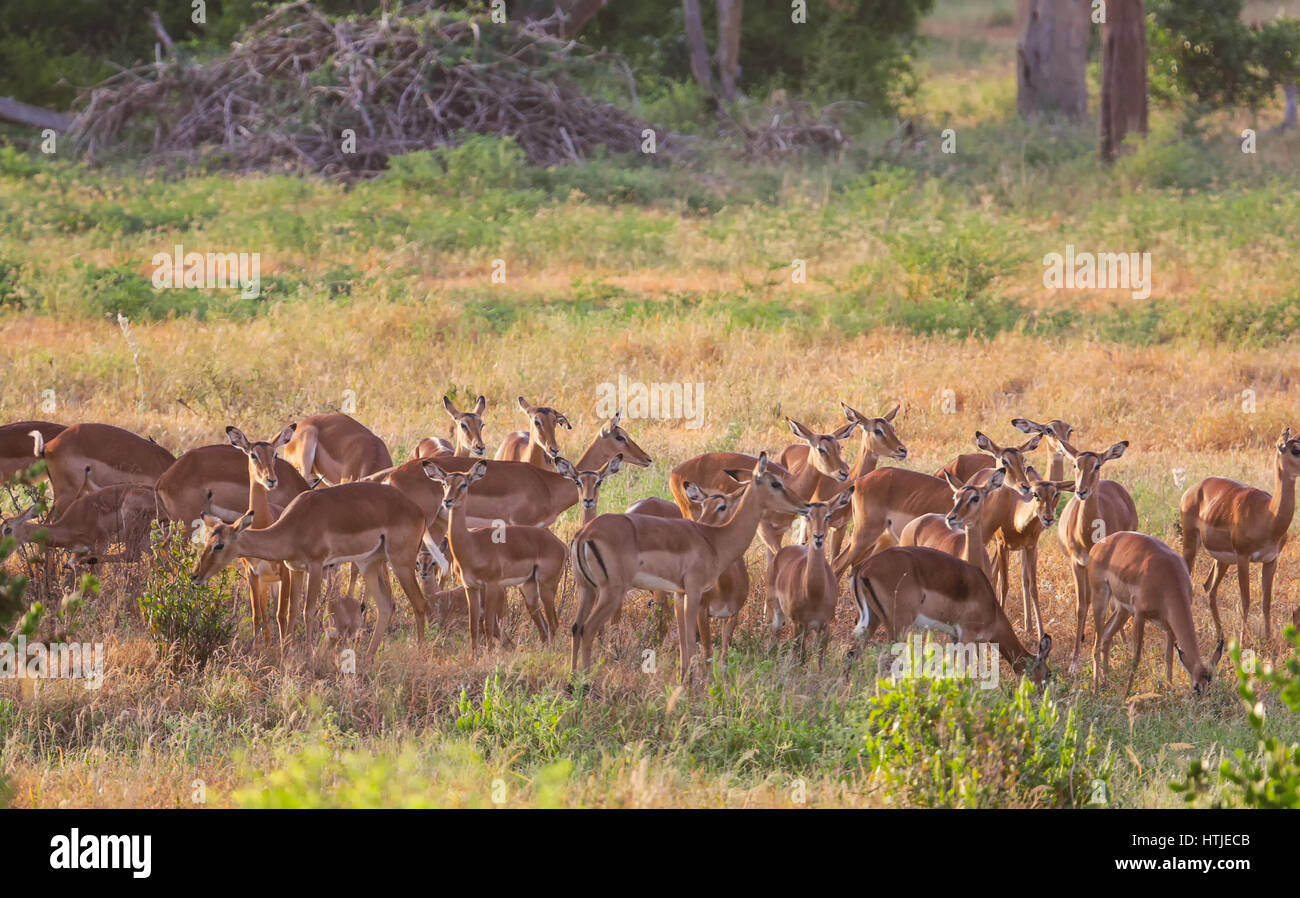 Female group herd impala hi-res stock photography and images - Alamy