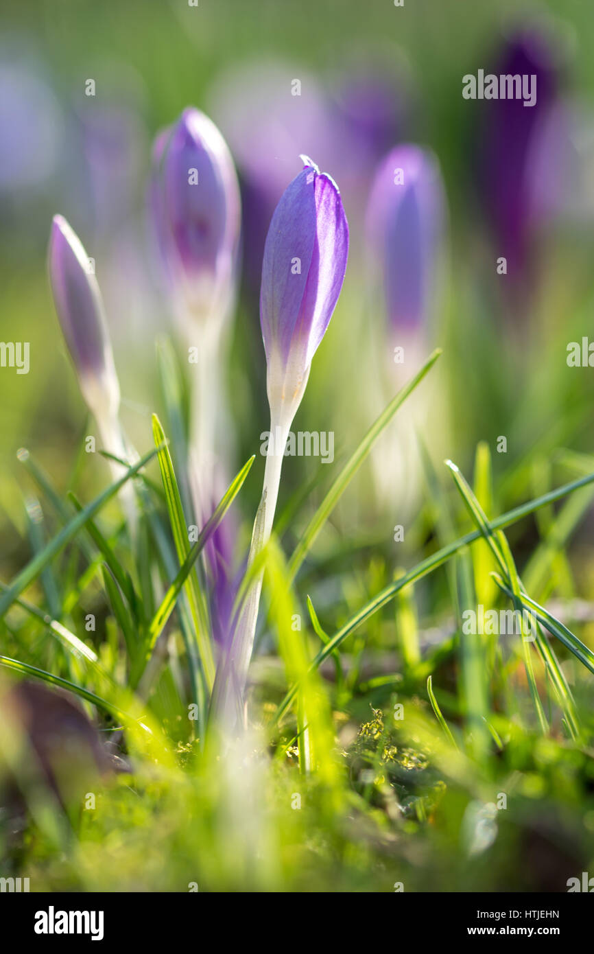 Crocus in the grass hi-res stock photography and images - Alamy