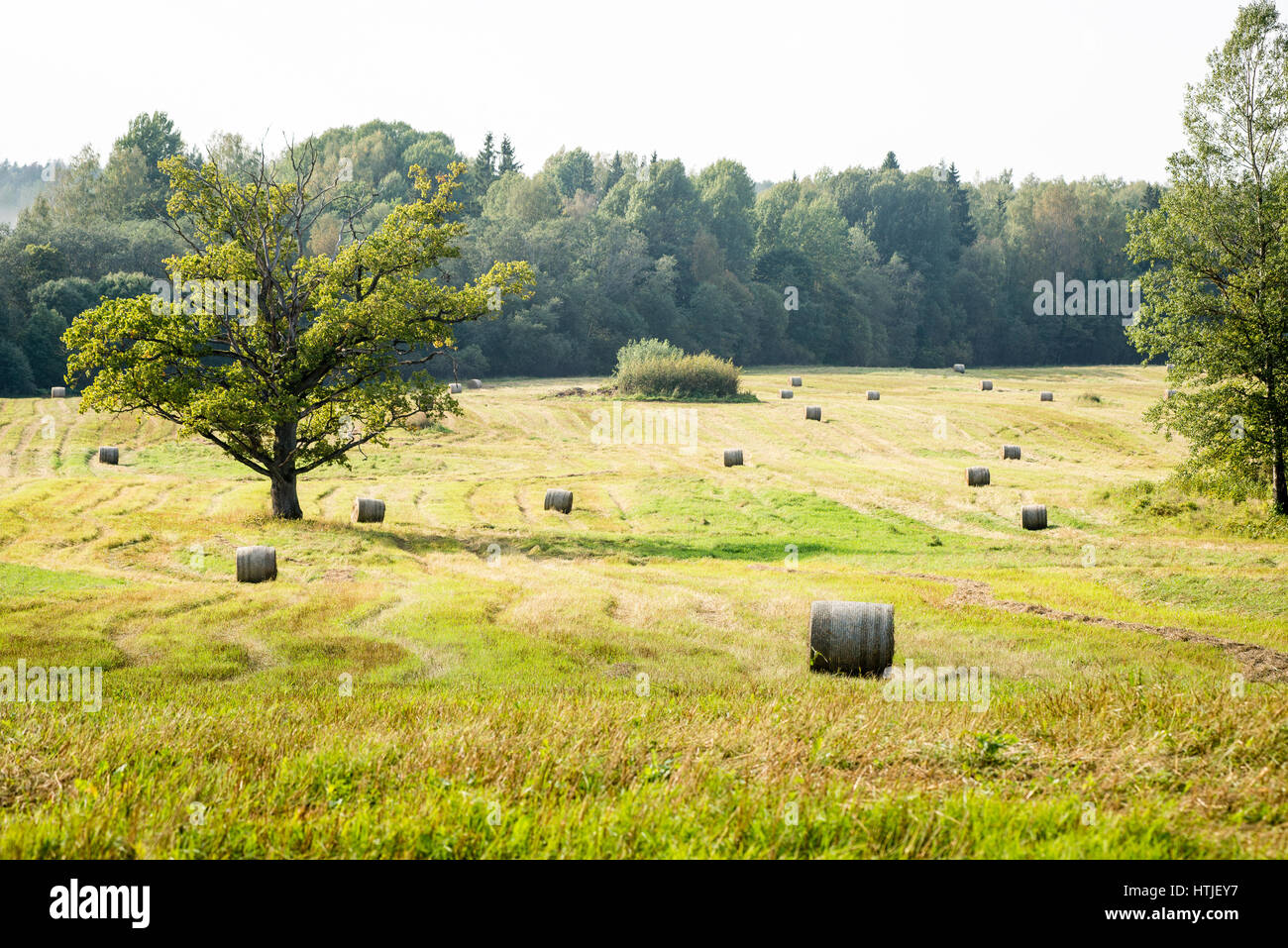 autumn field in bright day in countryside with rolls of hay Stock Photo ...