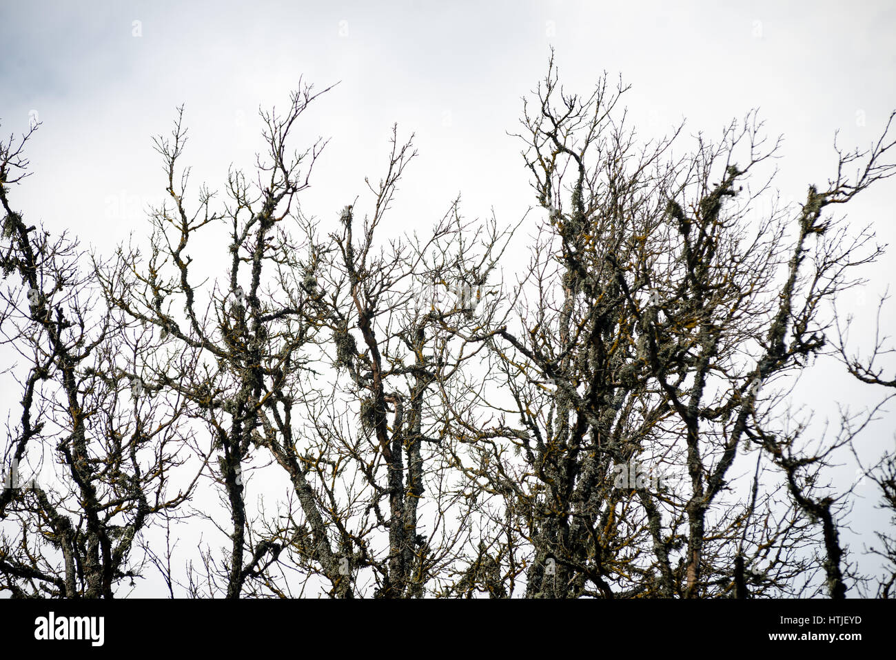 random tree branches in summer on blur background Stock Photo - Alamy
