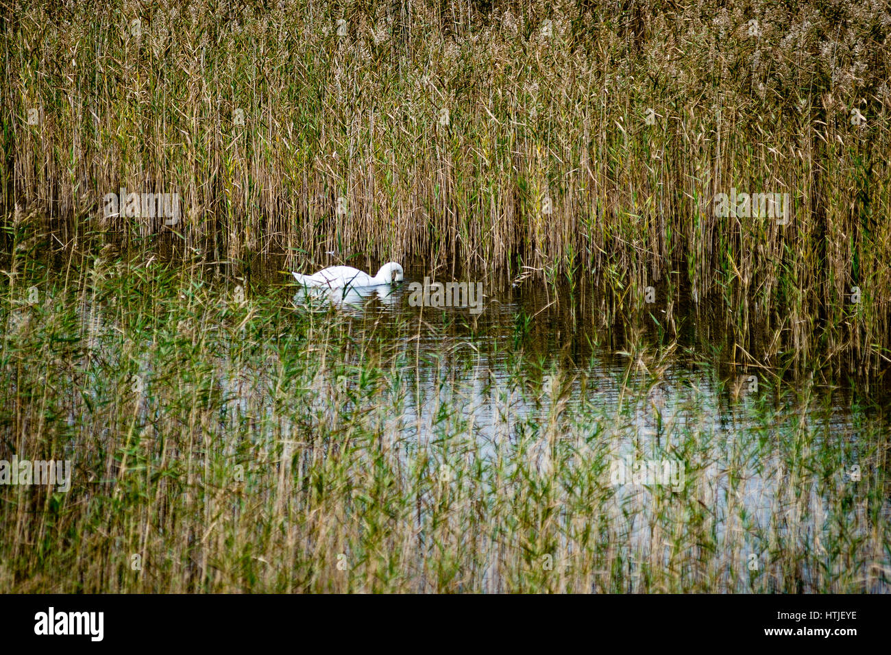 suspicious duck is playing in the water with blue waves Stock Photo - Alamy