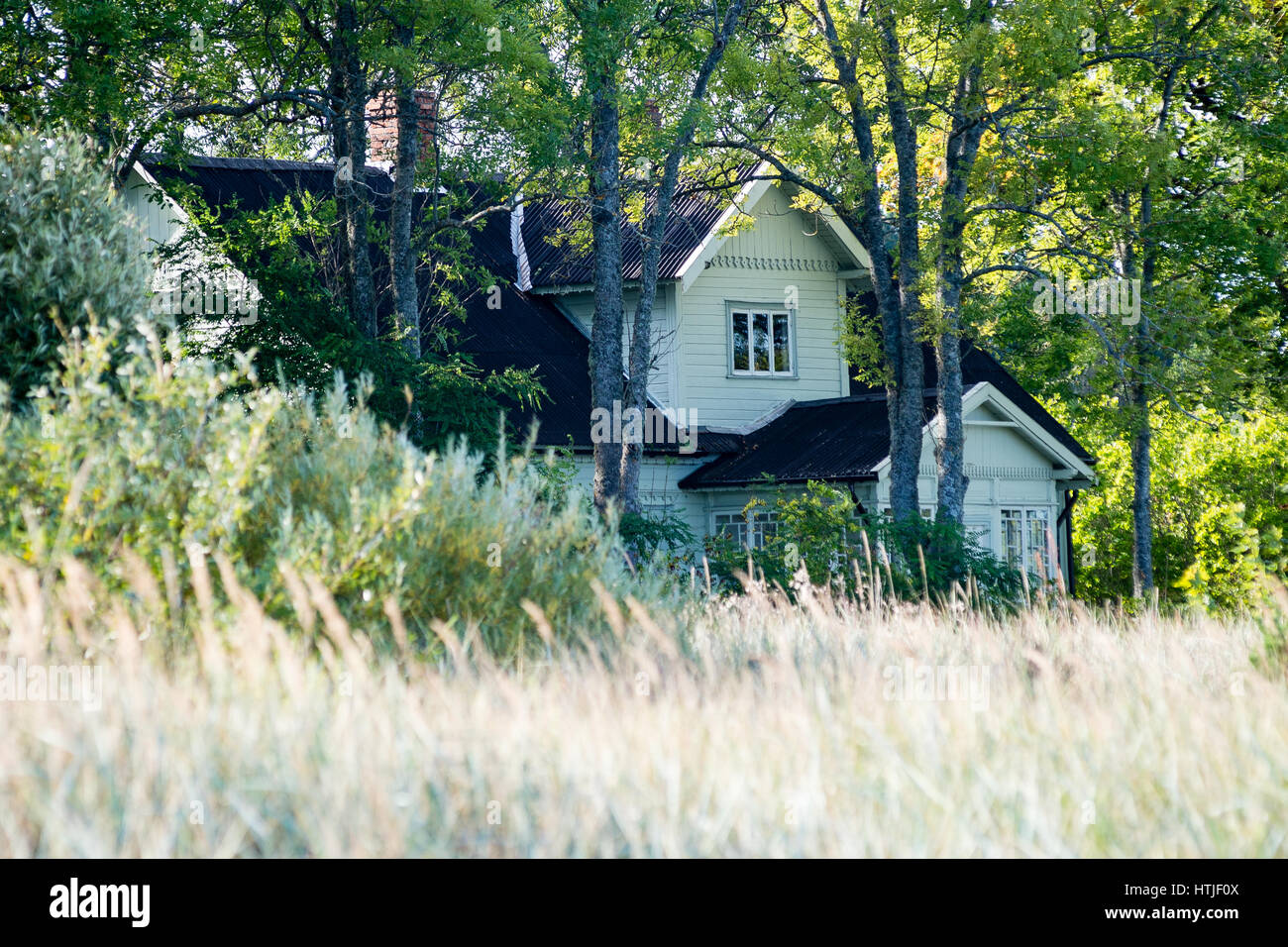 random tree branches in summer on blur background Stock Photo - Alamy