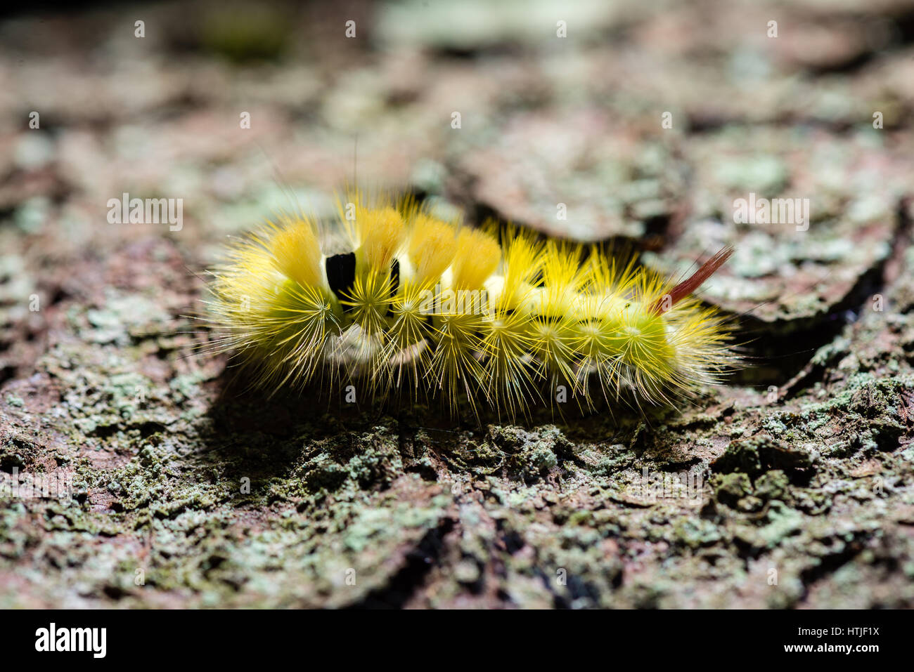 Caterpillar Pine Processionary species Thaumetopoea pityocampa Stock ...