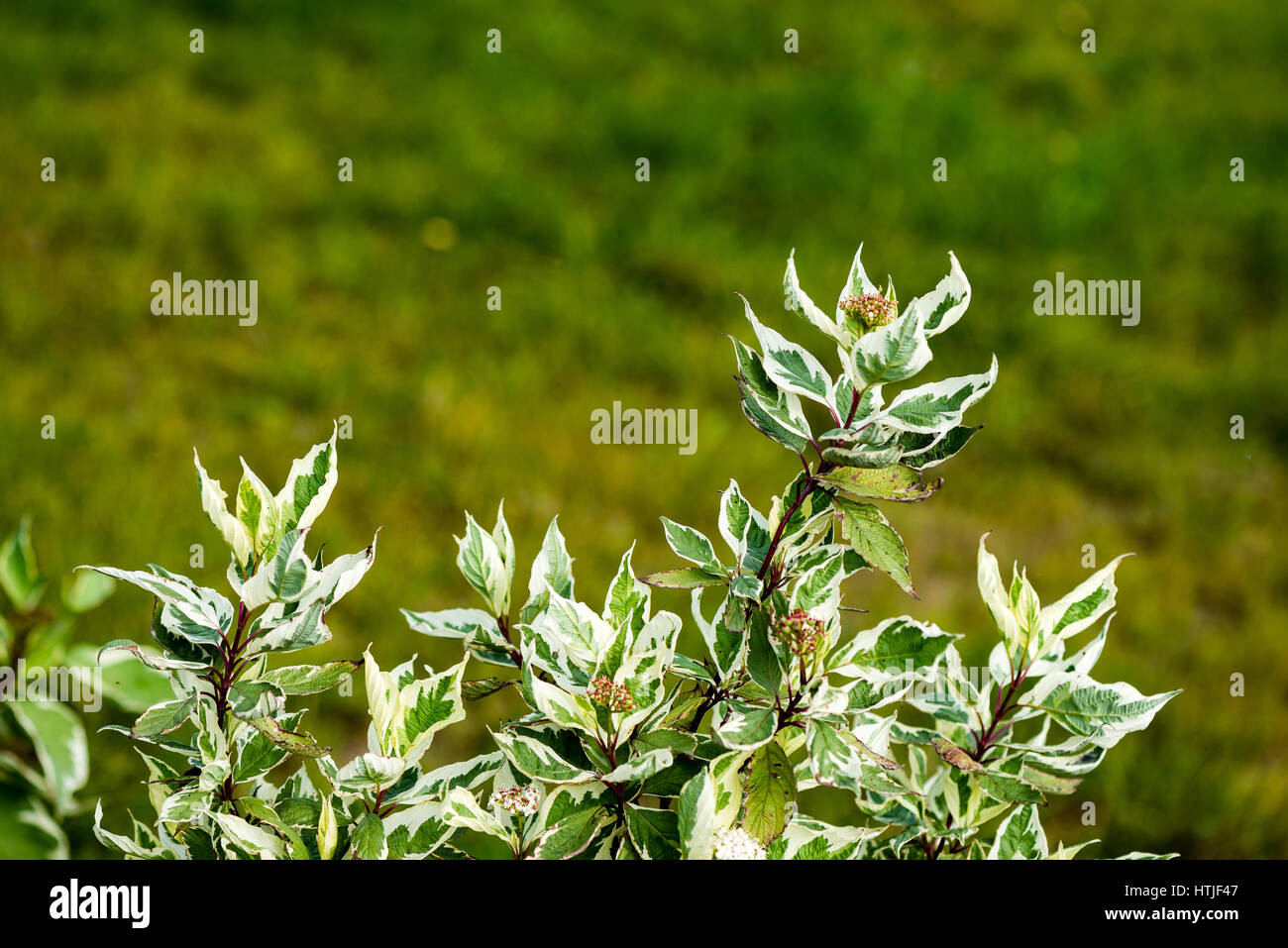 random tree branches in summer on blur background Stock Photo - Alamy