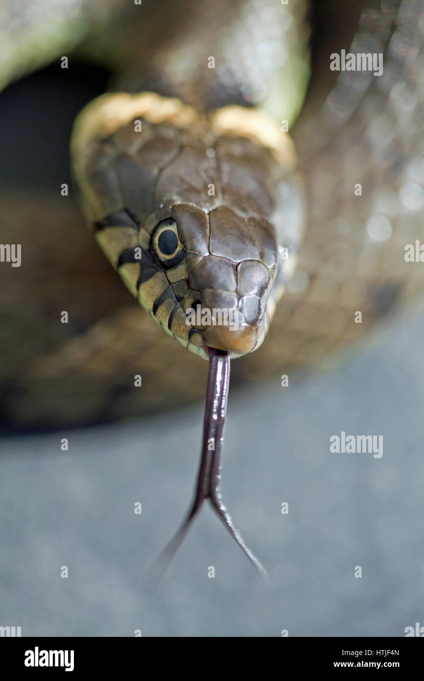 Grass Snake (Natrix natrix helvetica). Adult female. Showing extended ...