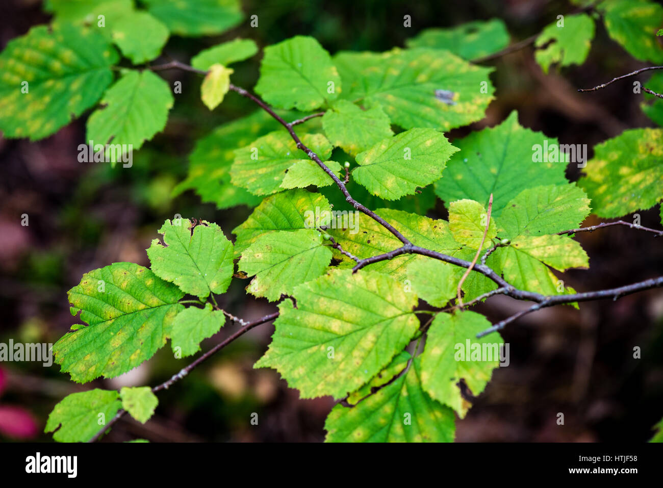 autumn colored old leaves on blur background in wet forest Stock Photo ...