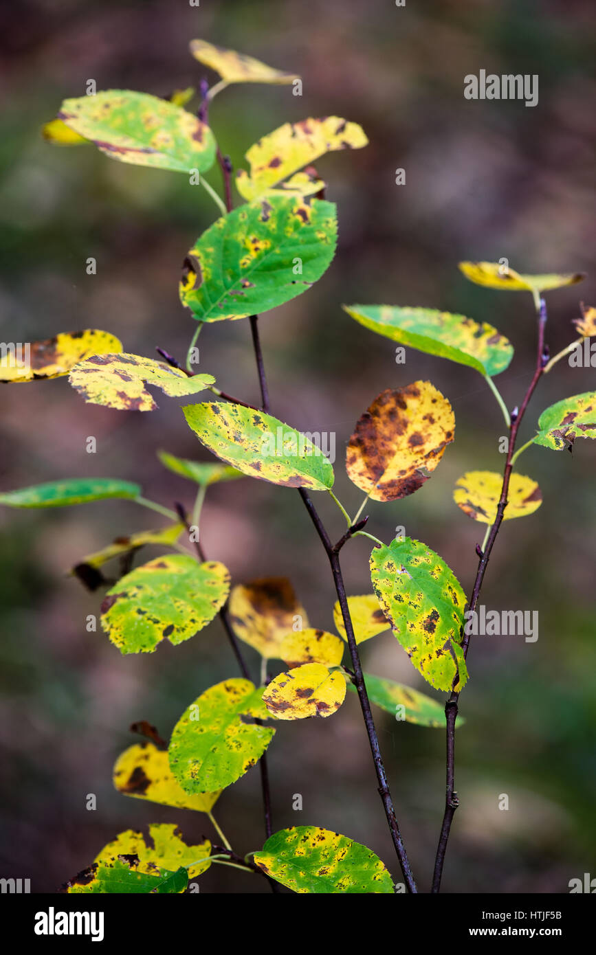 autumn colored old leaves on blur background in wet forest Stock Photo ...