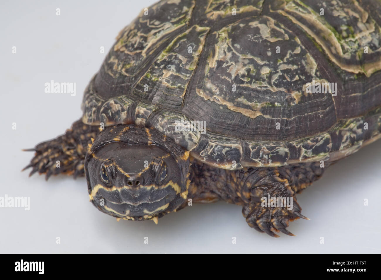 Common musk turtle hi-res stock photography and images - Alamy