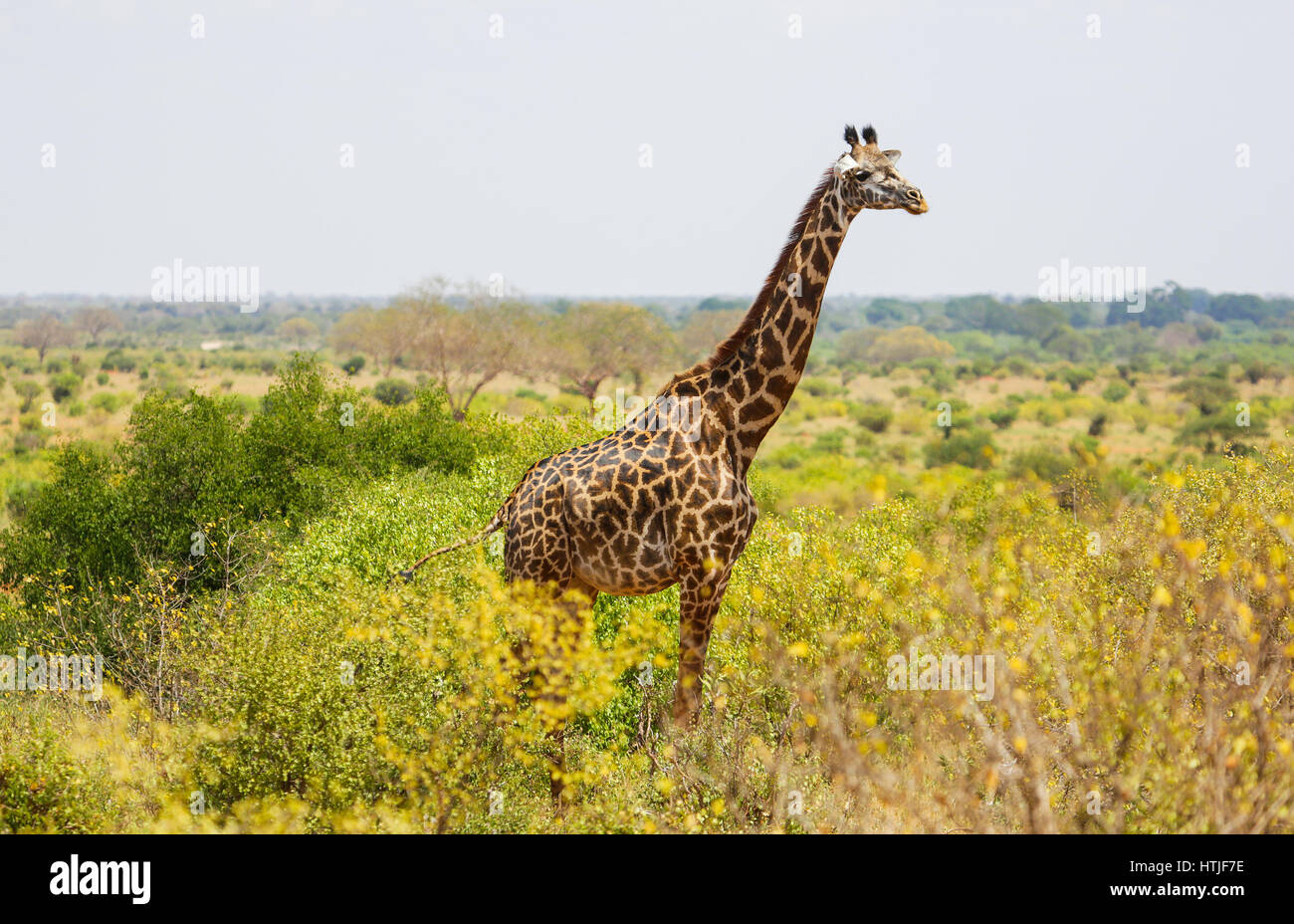 Nice Giraffe High Resolution Stock Photography and Images - Alamy
