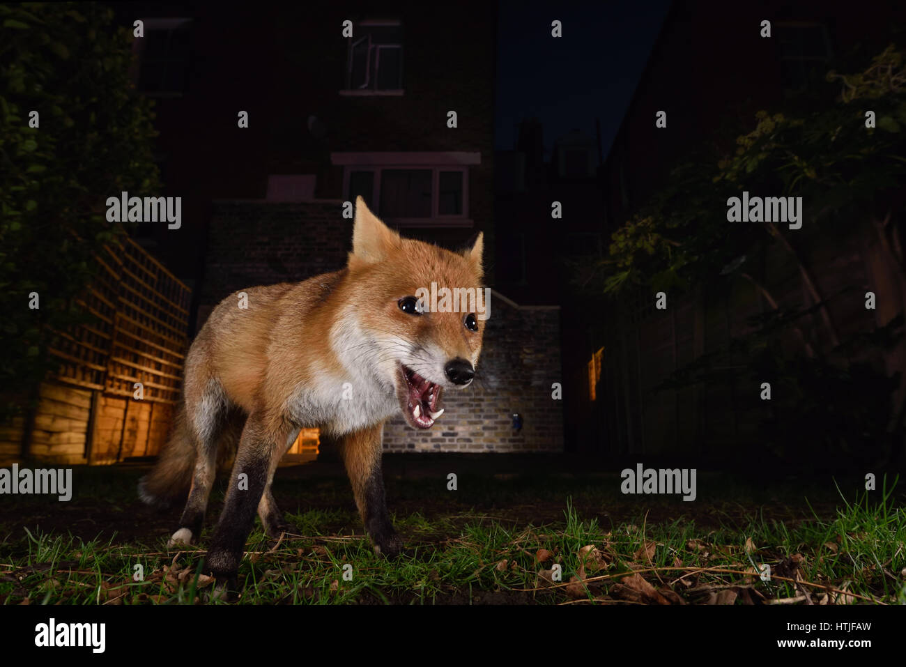 Fox prowling for food in a London garden at night Stock Photo - Alamy