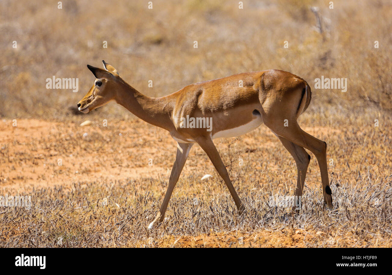 Beautiful impala deer hi-res stock photography and images - Alamy